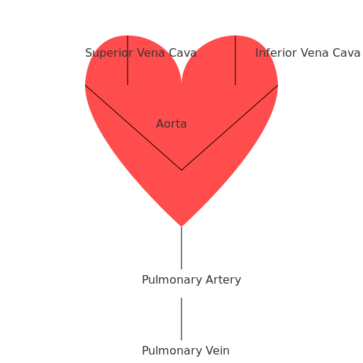 Anatomical Heart Drawing with Labeled Vessels - Funny comment Who knew ...