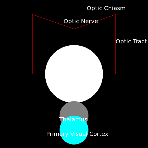 Visual Pathway from Retina to Cortex - "I can see clearly now, the ...